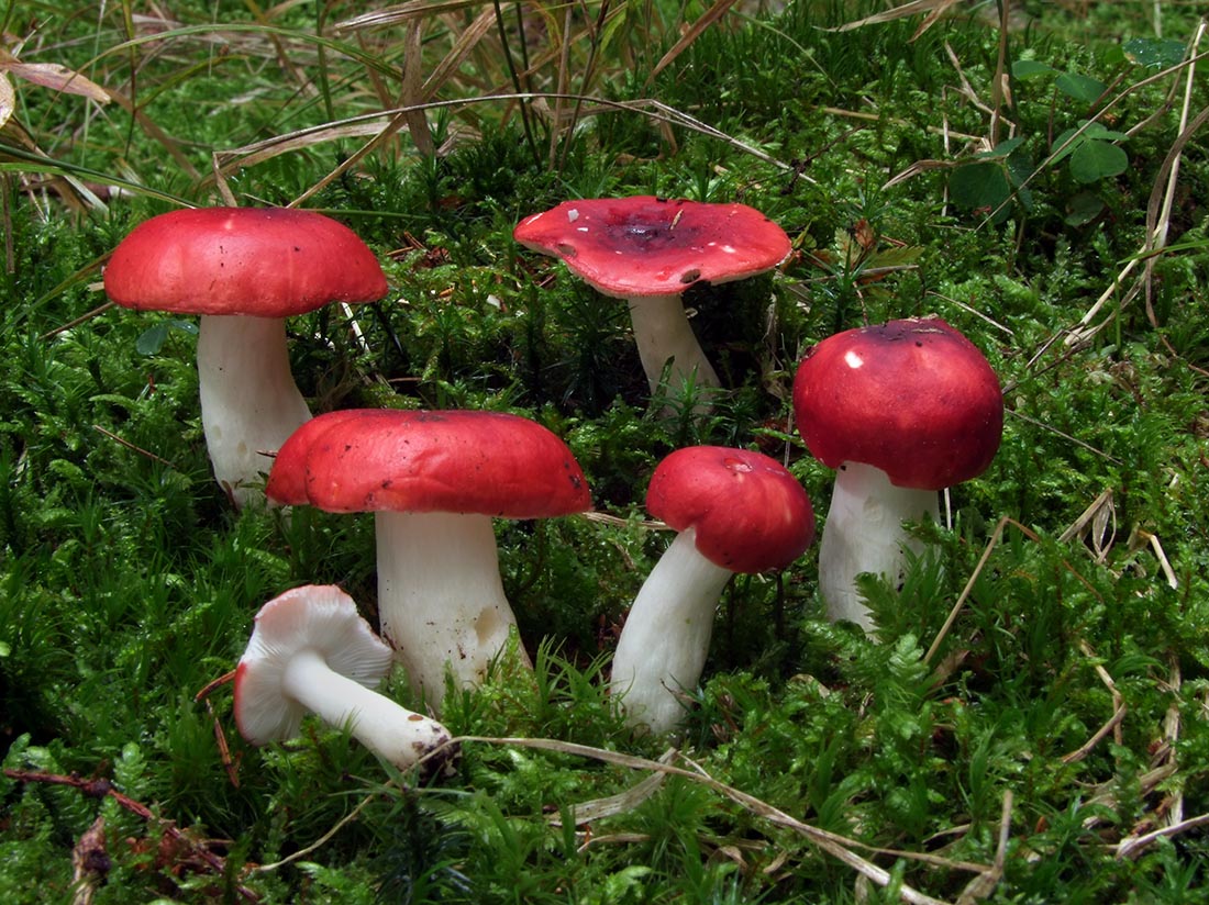Rote Russula aus Gebirgs-Höhenlagen und mit oder